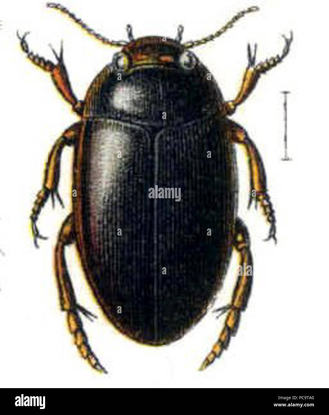 Agabus hi-res stock photography and images - Alamy