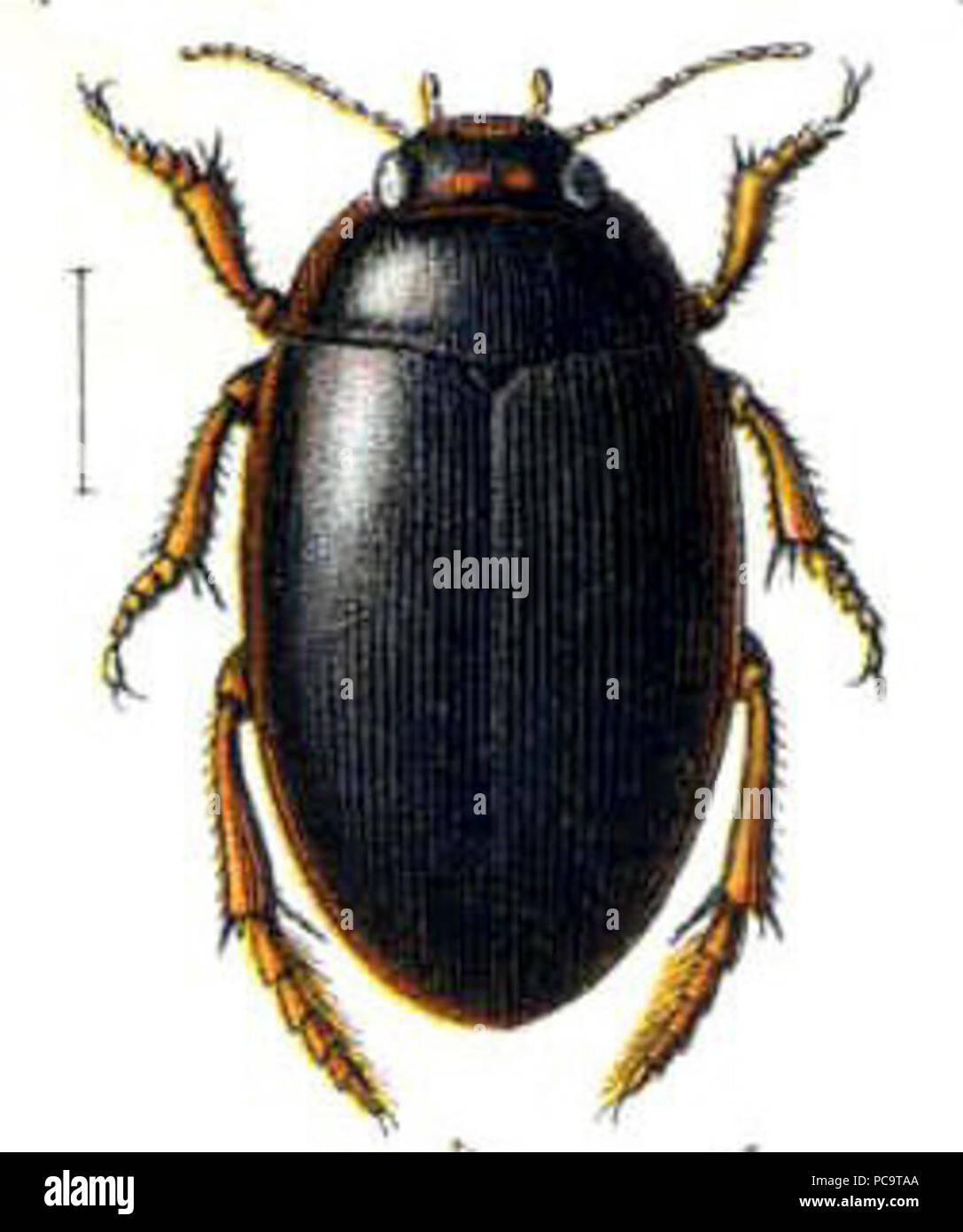 Agabus High Resolution Stock Photography and Images - Alamy