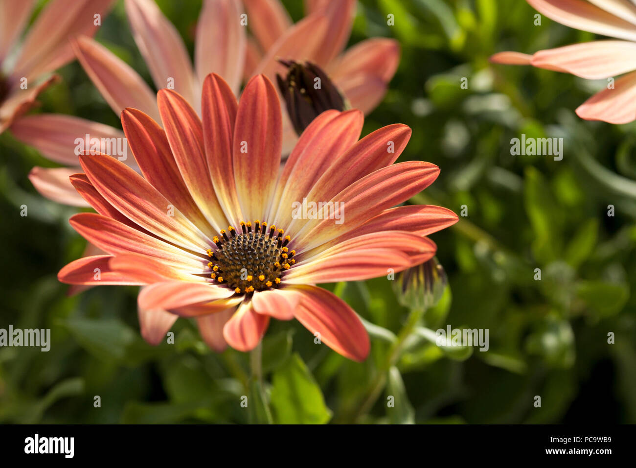 Daisy pots hi-res stock photography and images - Alamy