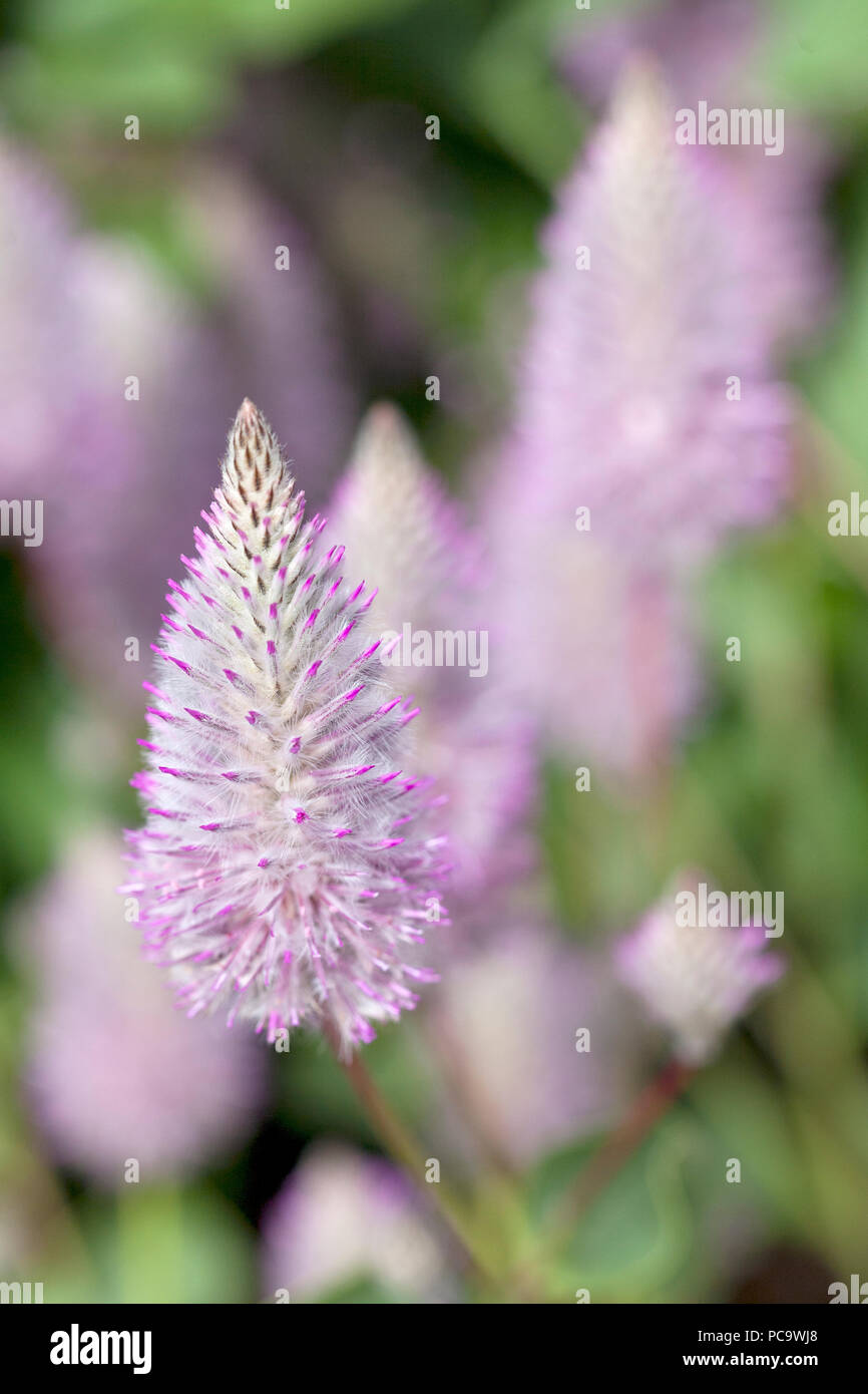 Ptilotus hi-res stock photography and images - Alamy