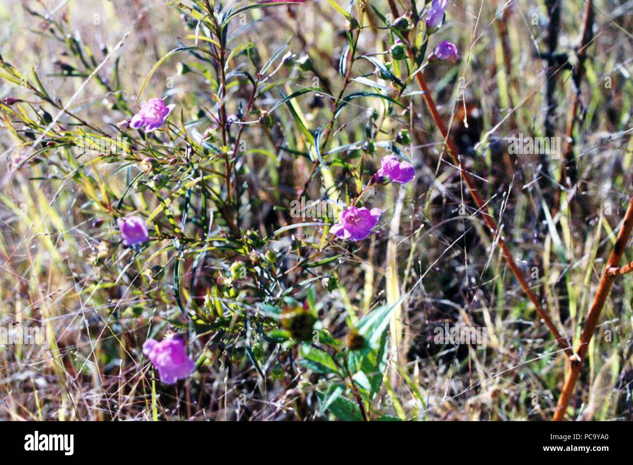 Agalinis hi-res stock photography and images - Alamy