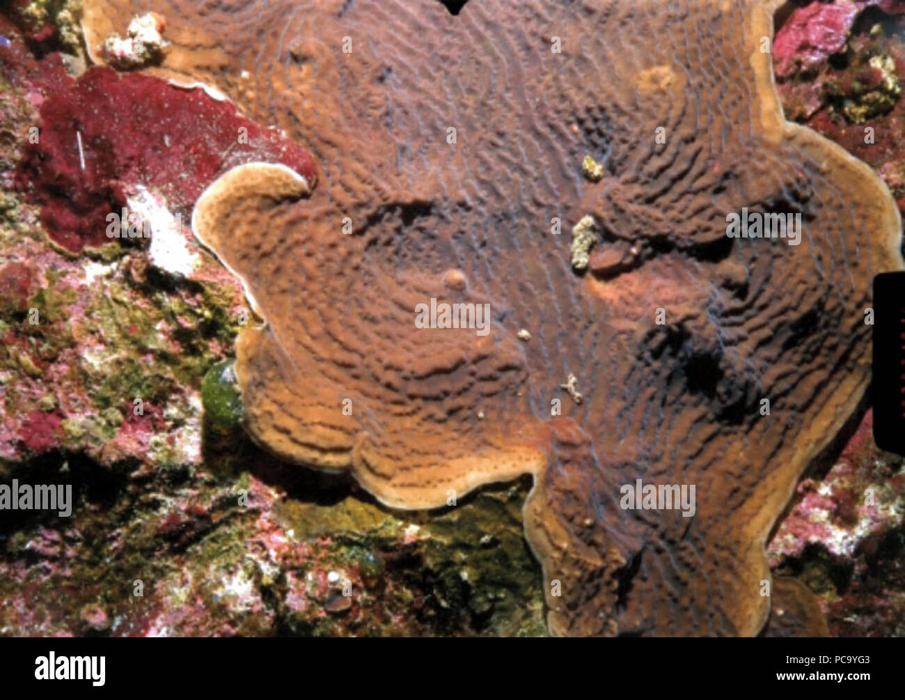 Grahamae hi-res stock photography and images - Alamy