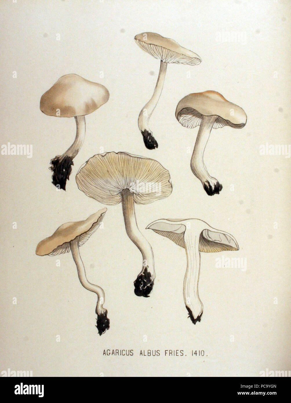 Agaricus albus — Flora Batava — Volume v18 Stock Photo - Alamy
