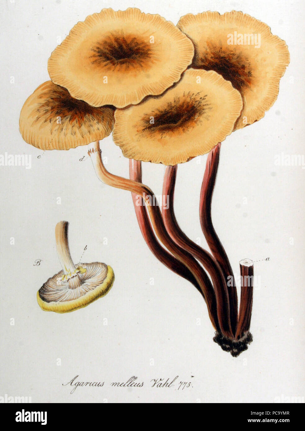 Agaricus melleus — Flora Batava — Volume v10 Stock Photo - Alamy