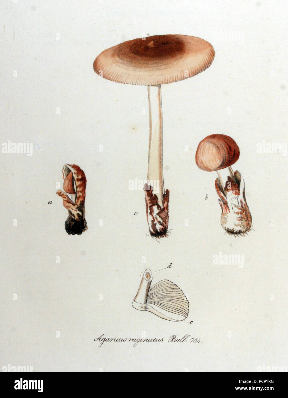 Vaginatus High Resolution Stock Photography and Images - Alamy