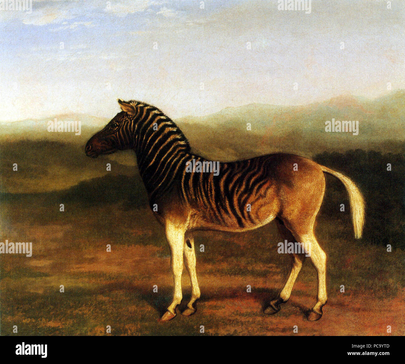 Quagga historic hi-res stock photography and images - Alamy