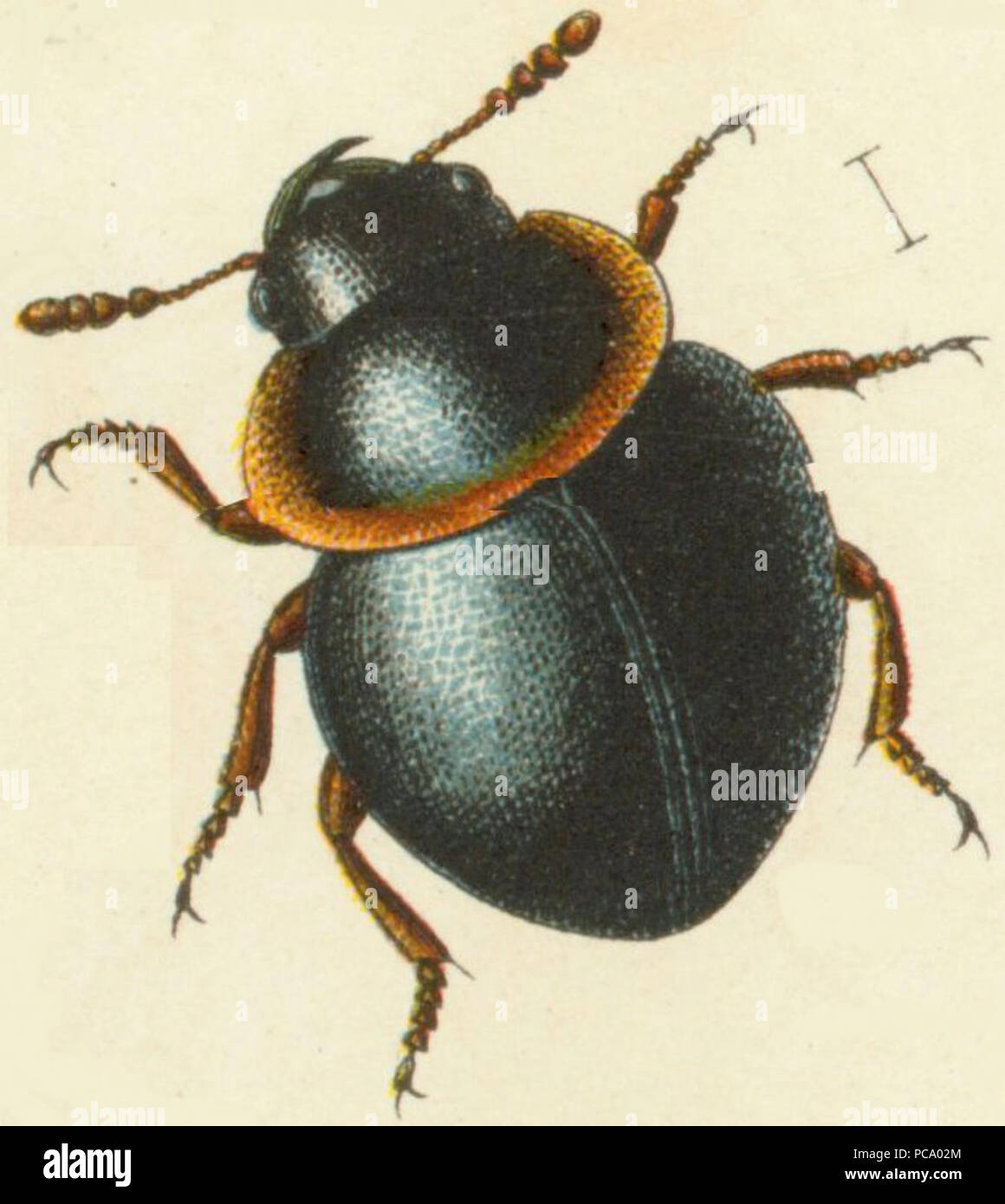 Agathidium hi-res stock photography and images - Alamy