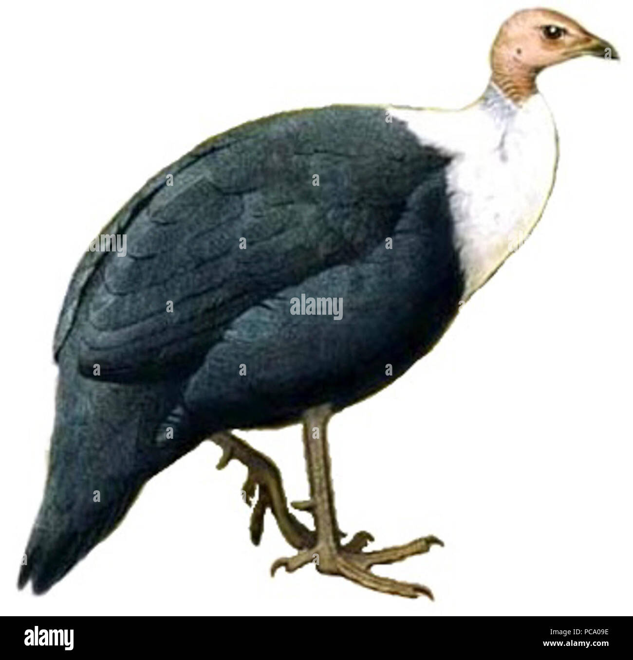 Agelastes meleagrides white background Stock Photo - Alamy