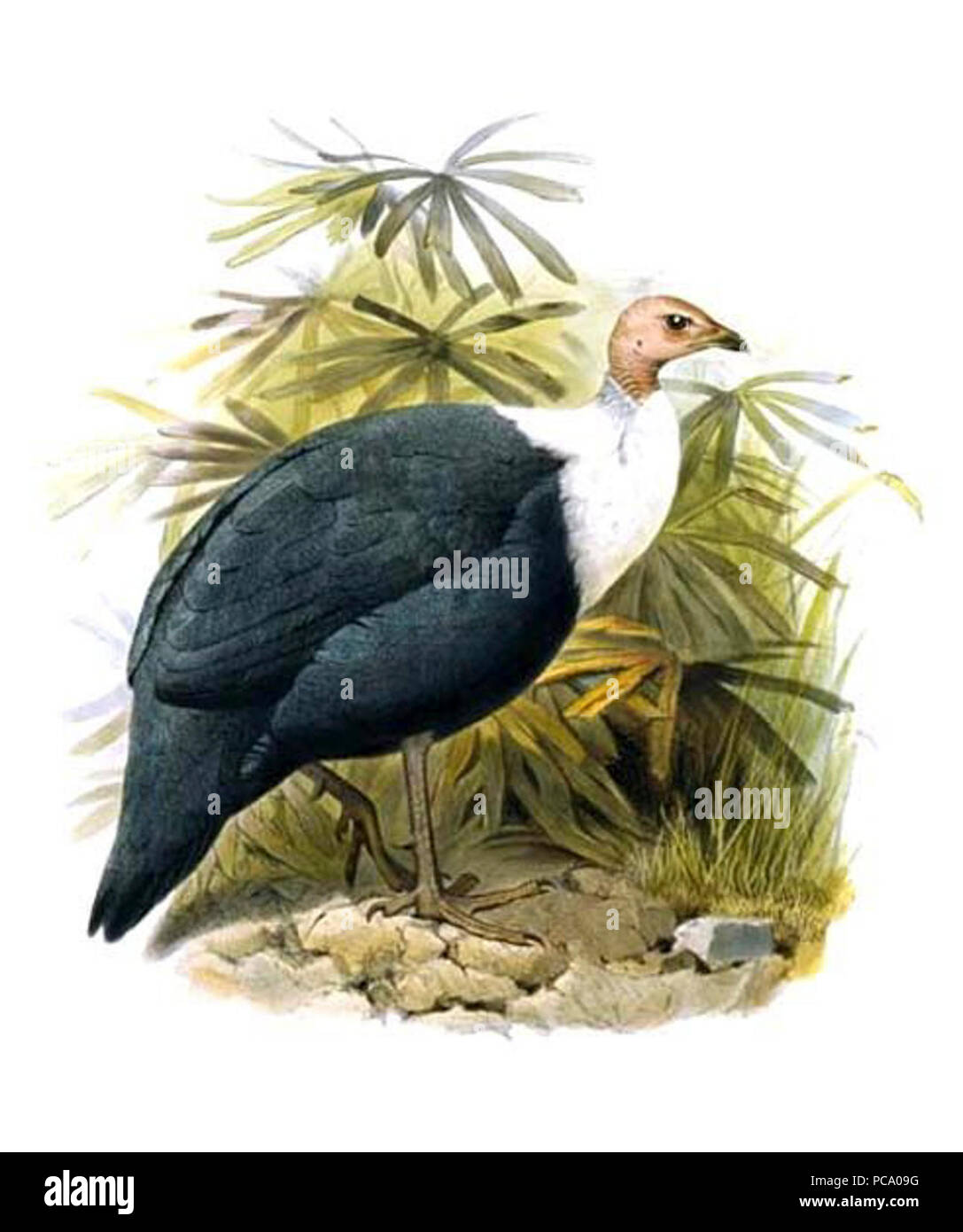 Meleagrides hi-res stock photography and images - Alamy