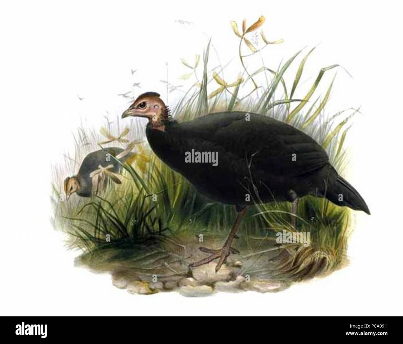 Agelastes niger hi-res stock photography and images - Alamy