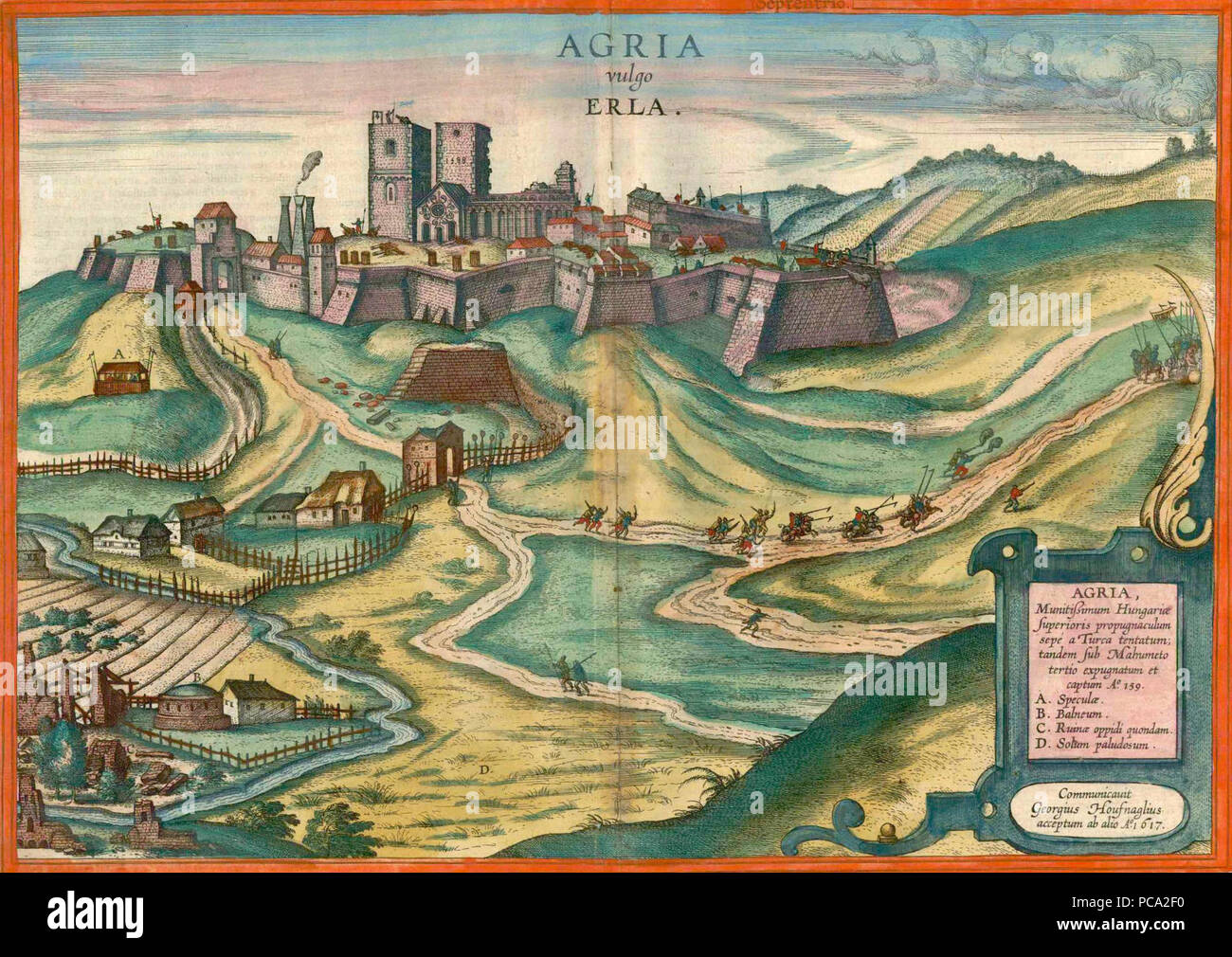 Agria vulgo Erla Stock Photo - Alamy