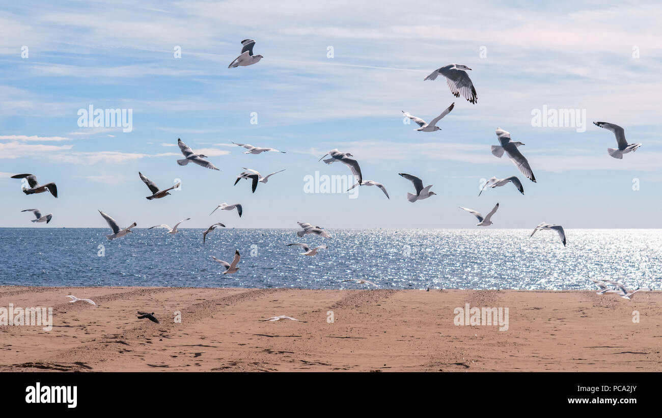 Flock of seagull birds flying in the air against beautiful cloudy sky ...