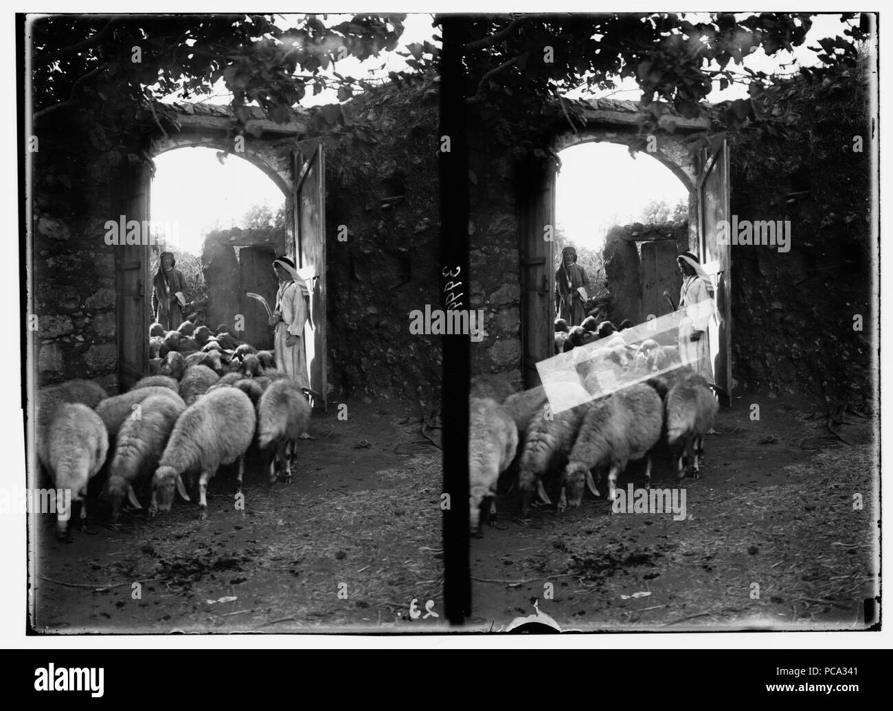 Agriculture, etc. Shepherd scenes. 'Passing under the Rod.' Ezek. 20-37 ...