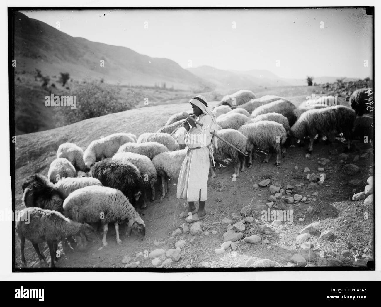 Agriculture, etc. Shepherd scenes. Pastoral scene in the Jordan valley ...