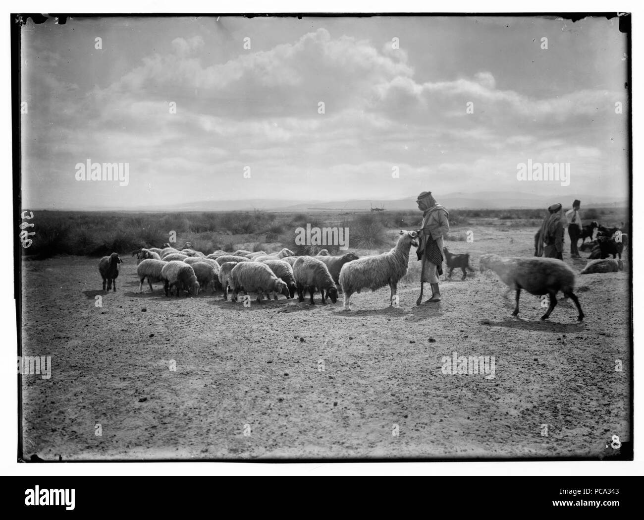 Agriculture, etc. Shepherd scenes. Pastoral scene on northern Sharon ...