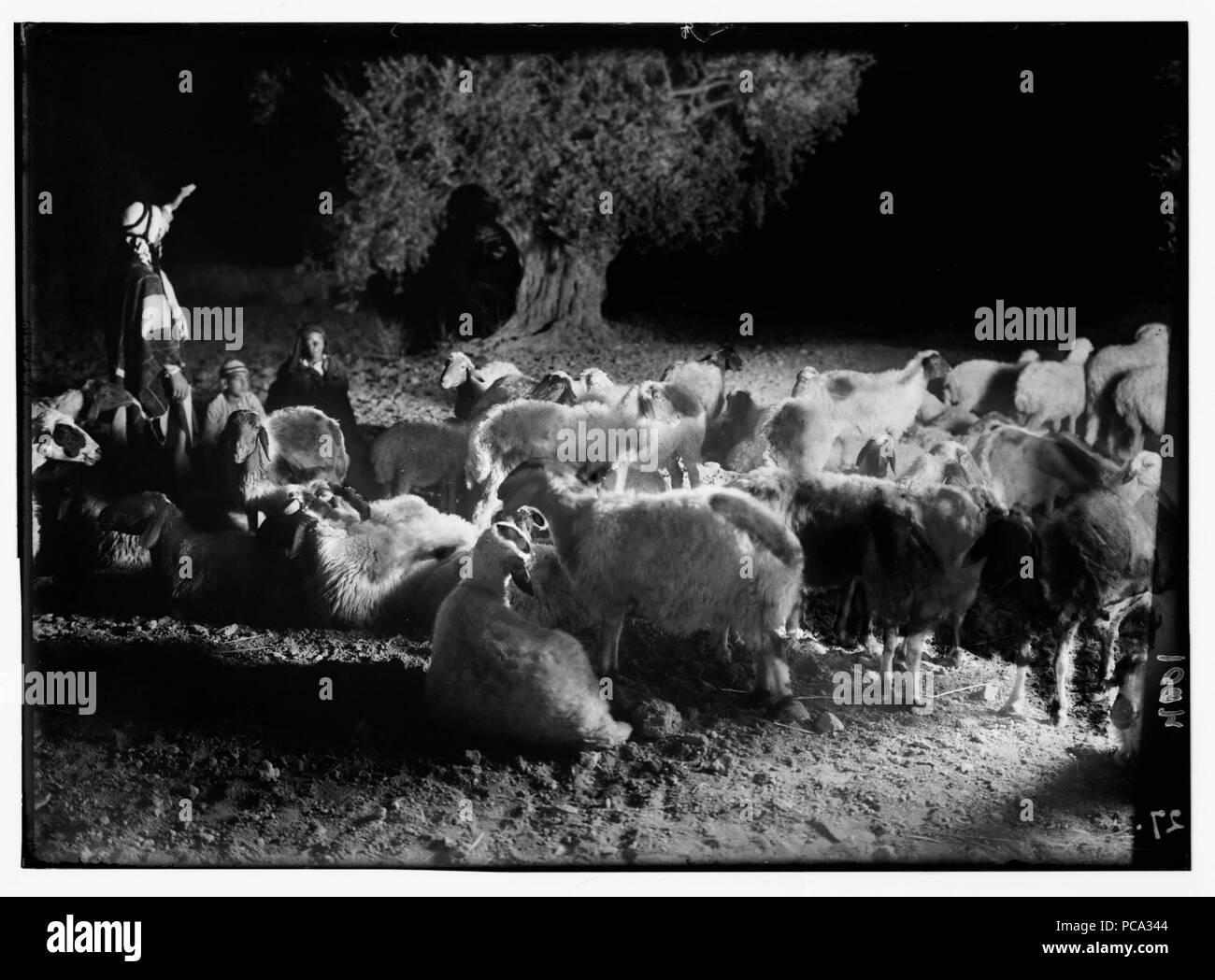 Agriculture, etc. Shepherd scenes. Sheep at night. Pastoral night scene ...