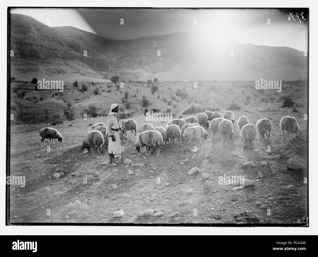 Agriculture, etc. Shepherd scenes. Sunset scene with sheep and shepherd ...