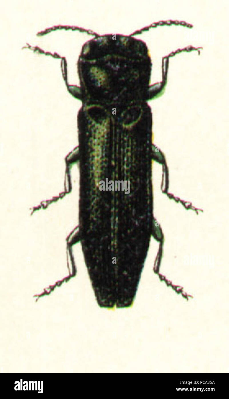 Agrilus angustulus hi-res stock photography and images - Alamy