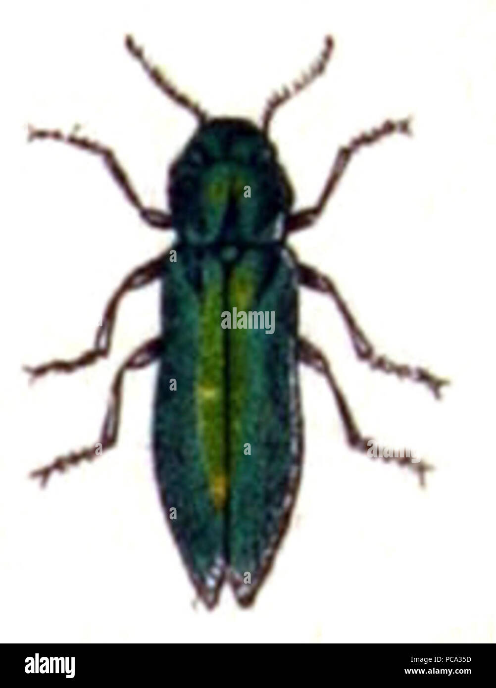 Agrilus angustulus hi-res stock photography and images - Alamy