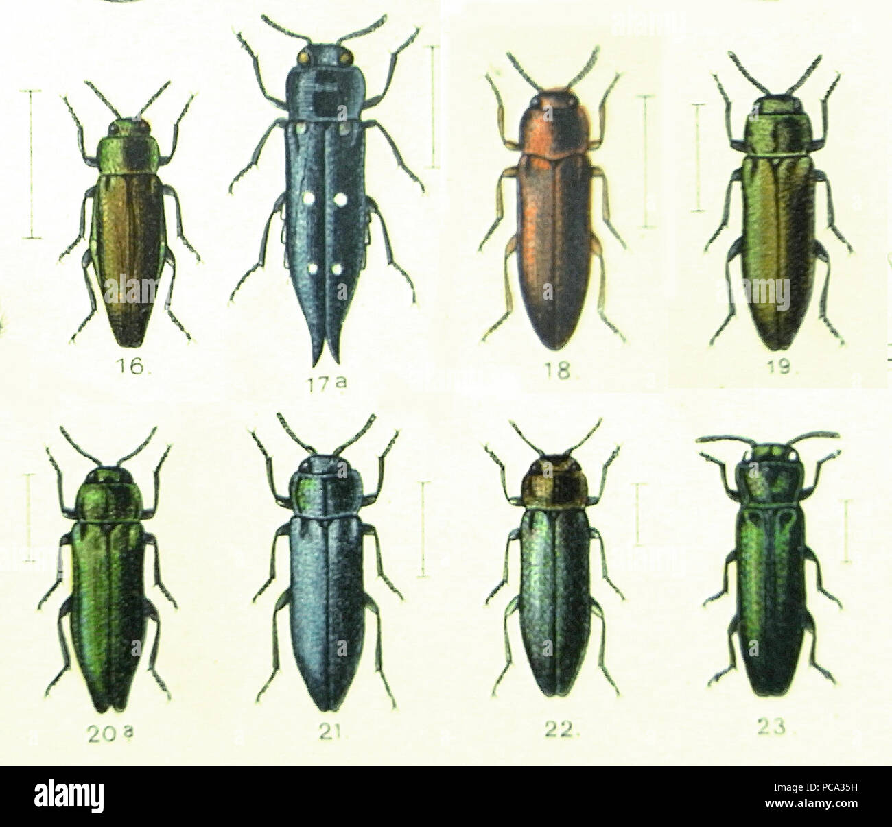 Agrilus hi-res stock photography and images - Alamy
