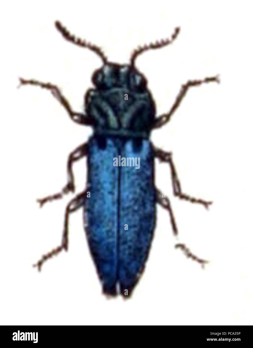 Agrilus viridis hi-res stock photography and images - Alamy