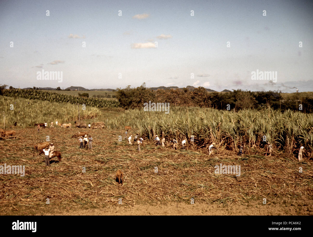 1940s puerto ricko farm hi-res stock photography and images - Alamy