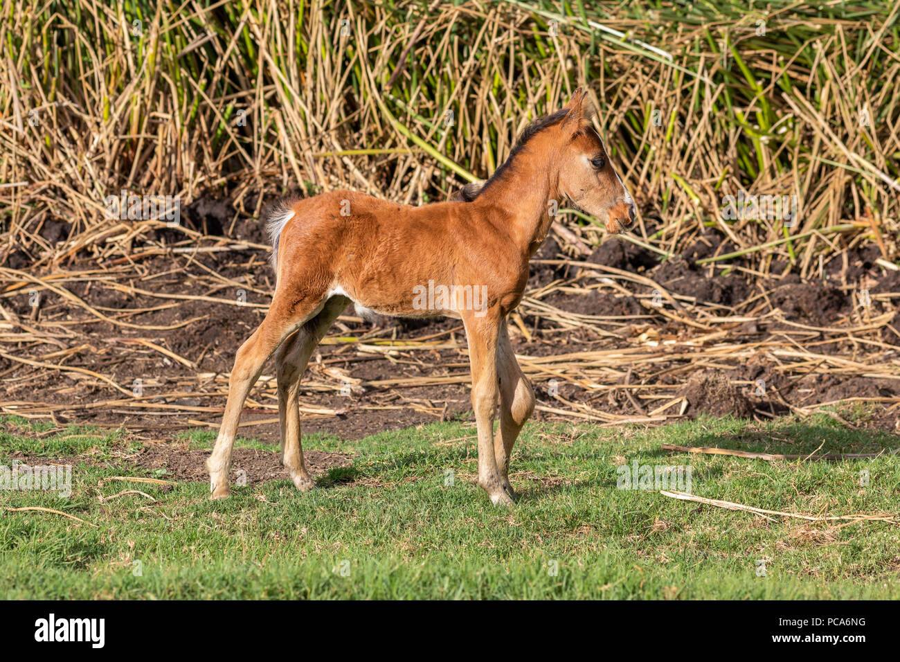Horses in the volcano park hi-res stock photography and images - Alamy