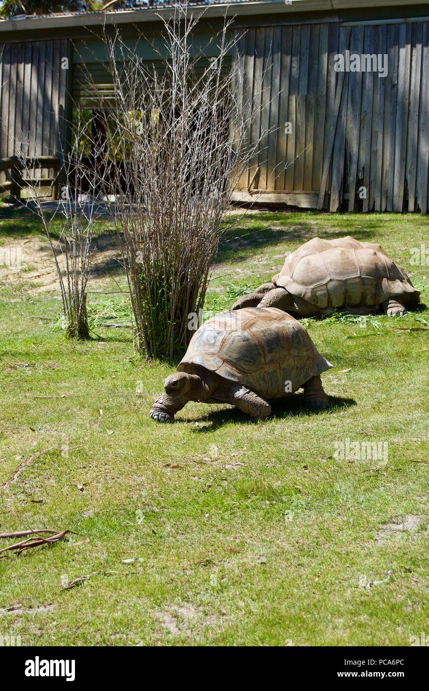 Giant tortoises galapagos sun hi-res stock photography and images - Alamy