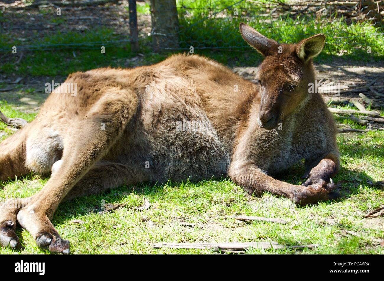 Cute furry brown kangaroo in Victoria (Australia) close to Melbourne ...