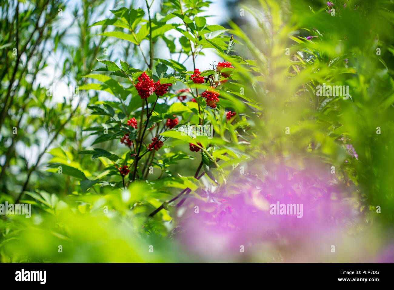 Bush of Red Elderberry. Sambucus racemosa is a species of elderberry ...