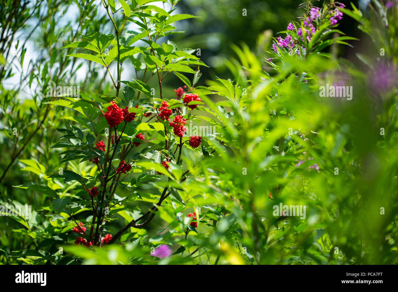 Bush of Red Elderberry. Sambucus racemosa is a species of elderberry ...