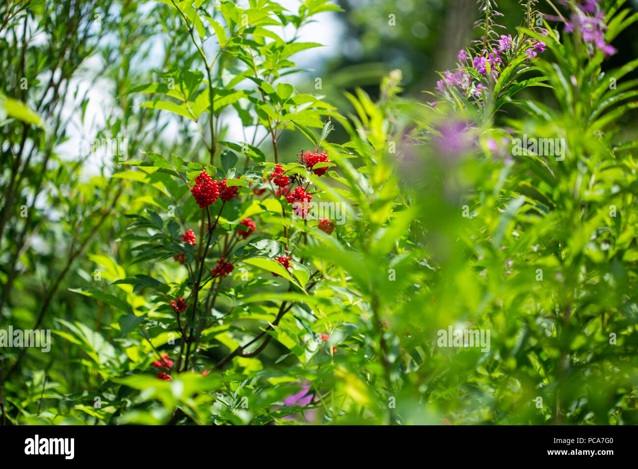 Bush of Red Elderberry. Sambucus racemosa is a species of elderberry ...