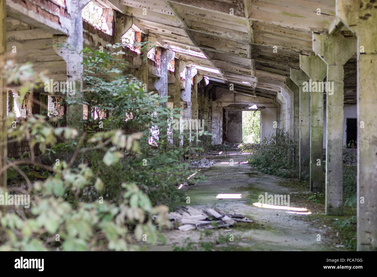 Destroyed state farm in Central Europe. Ruins of farm buildings. Season ...