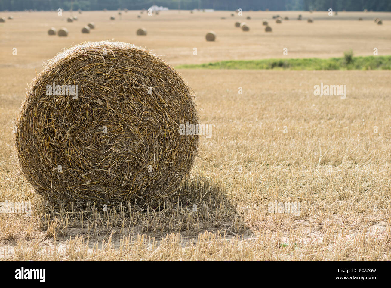 Mowed straw on an empty field. Round sheaves of straw on the stubble ...