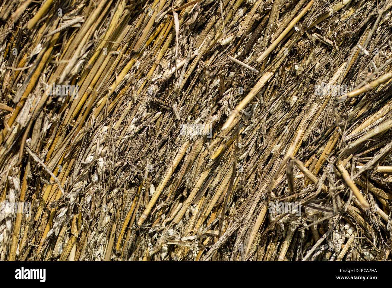 Mowed straw on an empty field. Round sheaves of straw on the stubble ...