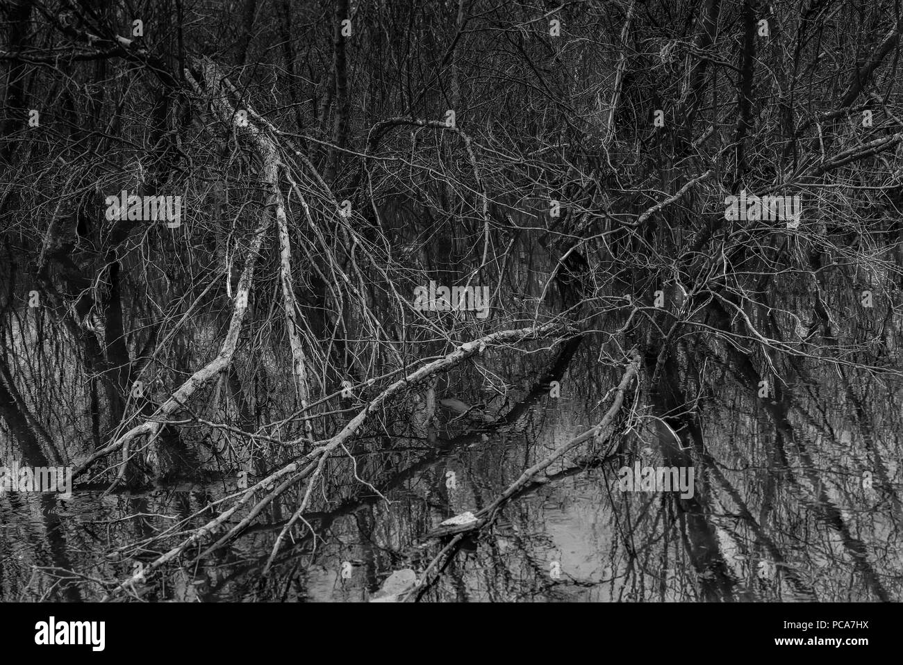 Branches of dead trees in the cold and flood forest in black and grey ...