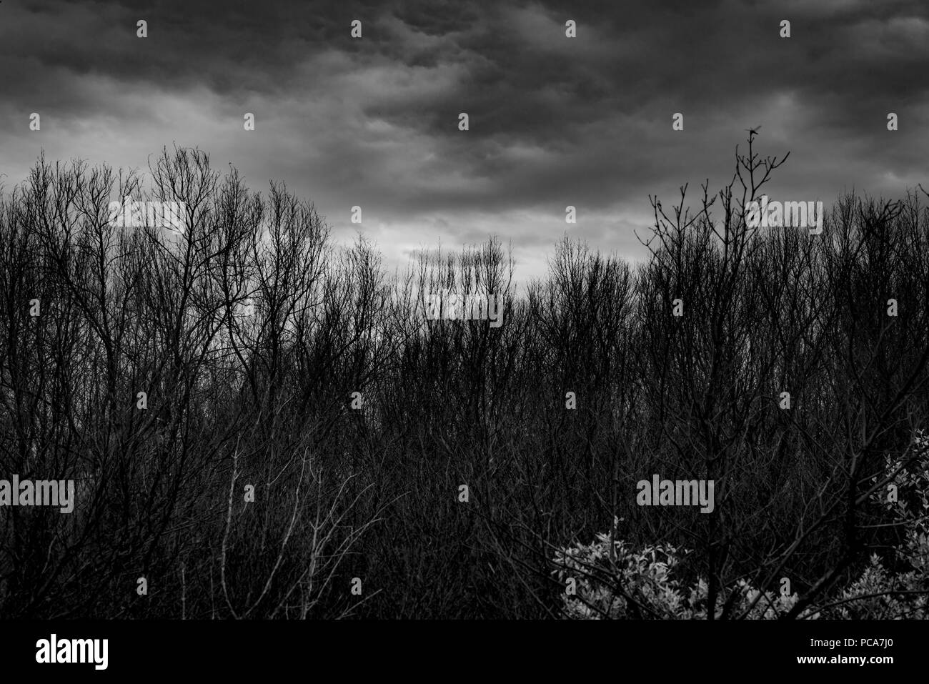 Silhouette dead tree on dark dramatic grey sky and clouds background ...