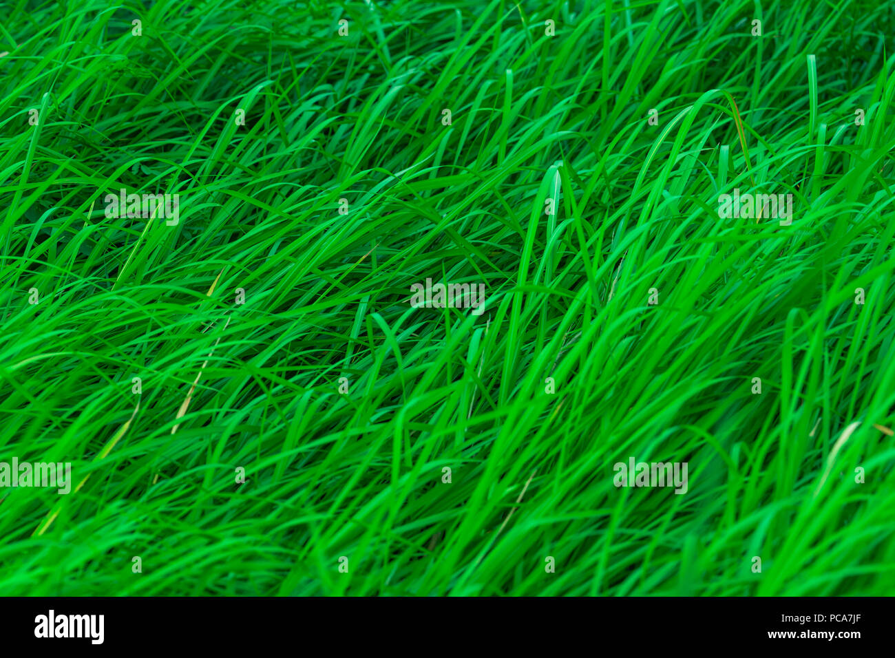 Green grass with long leaves. Natural green stalks grass texture ...