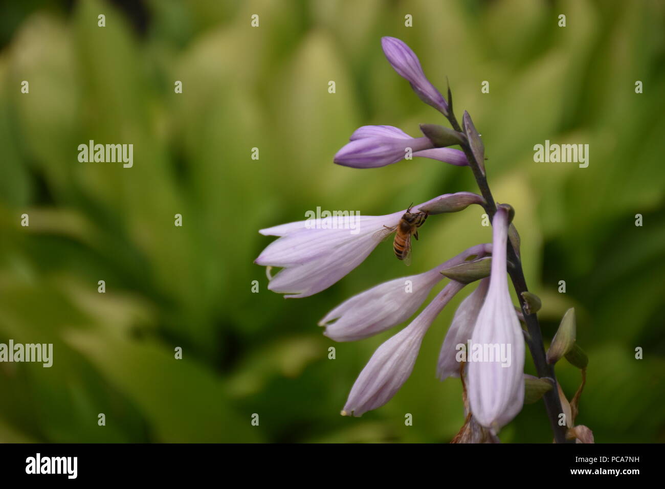 Purple hosta hi-res stock photography and images - Alamy