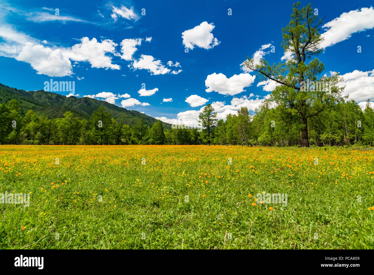 Summer landscape with bright orange flowers Trollius asiaticus against ...