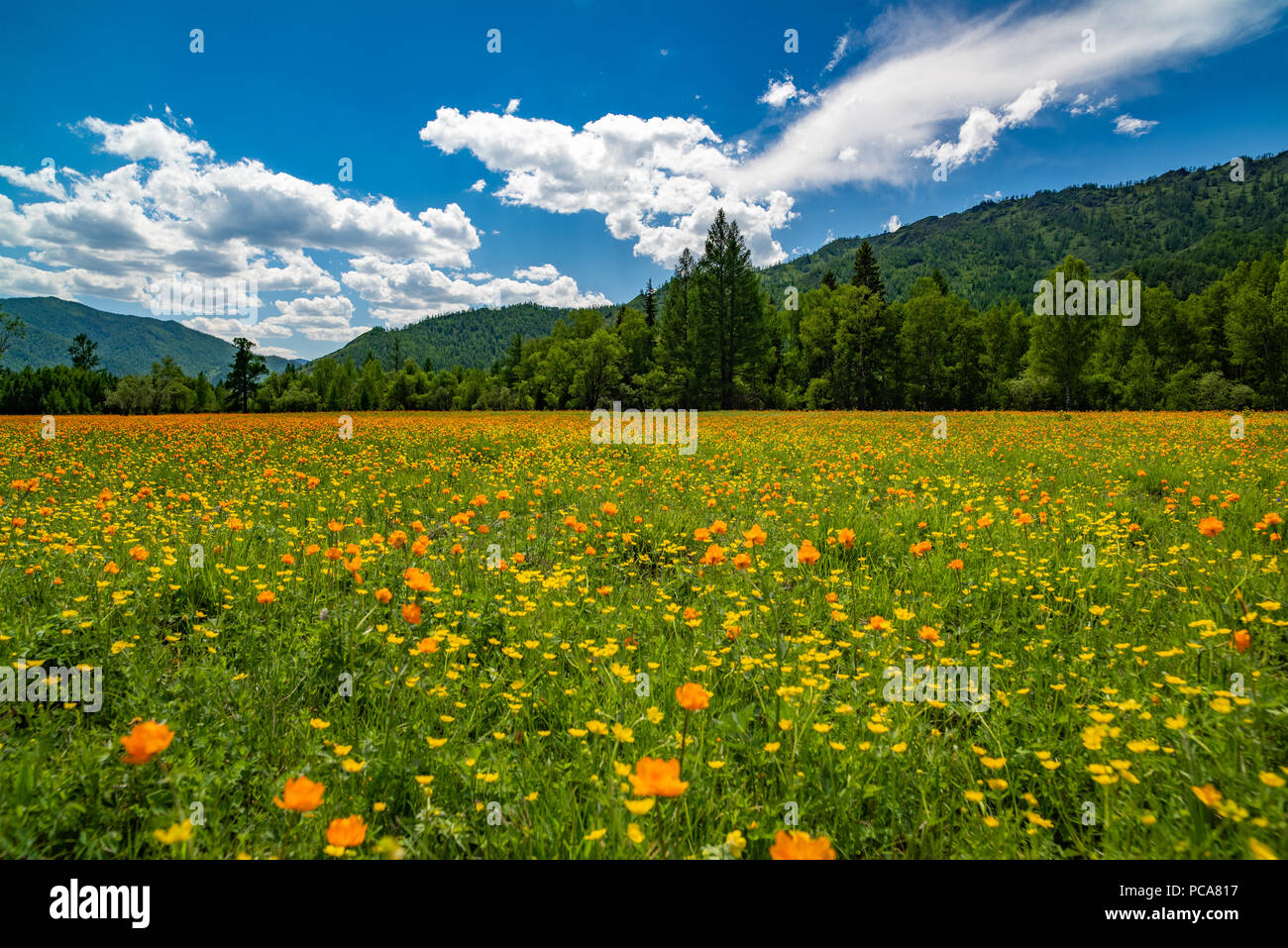 Summer landscape with bright orange flowers Trollius asiaticus against ...
