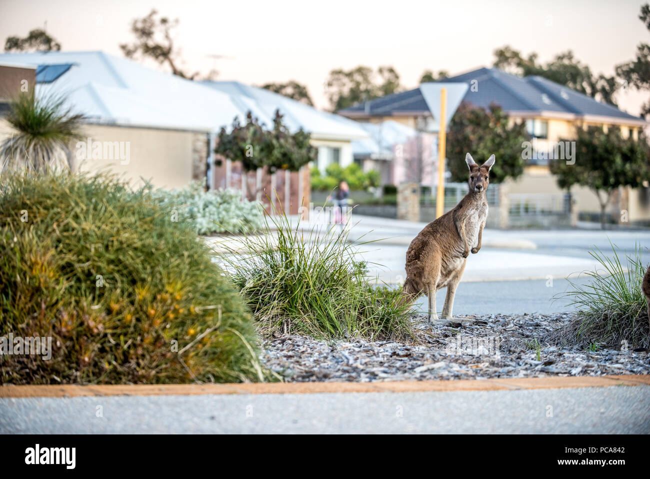 Kangaroos often come into the suburban community of Ellenbrook on the ...
