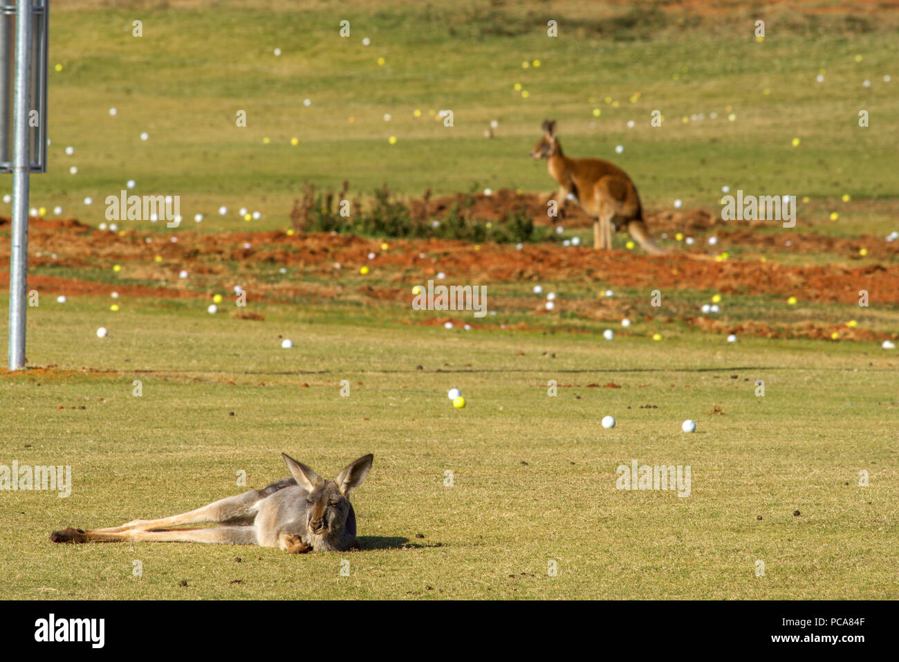 Kangaroos adopt a laid back approach on the driving range at Kalgoorlie ...