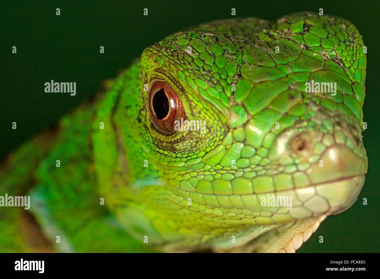 Green Iguana (Iguana iguana), close up of head Stock Photo - Alamy