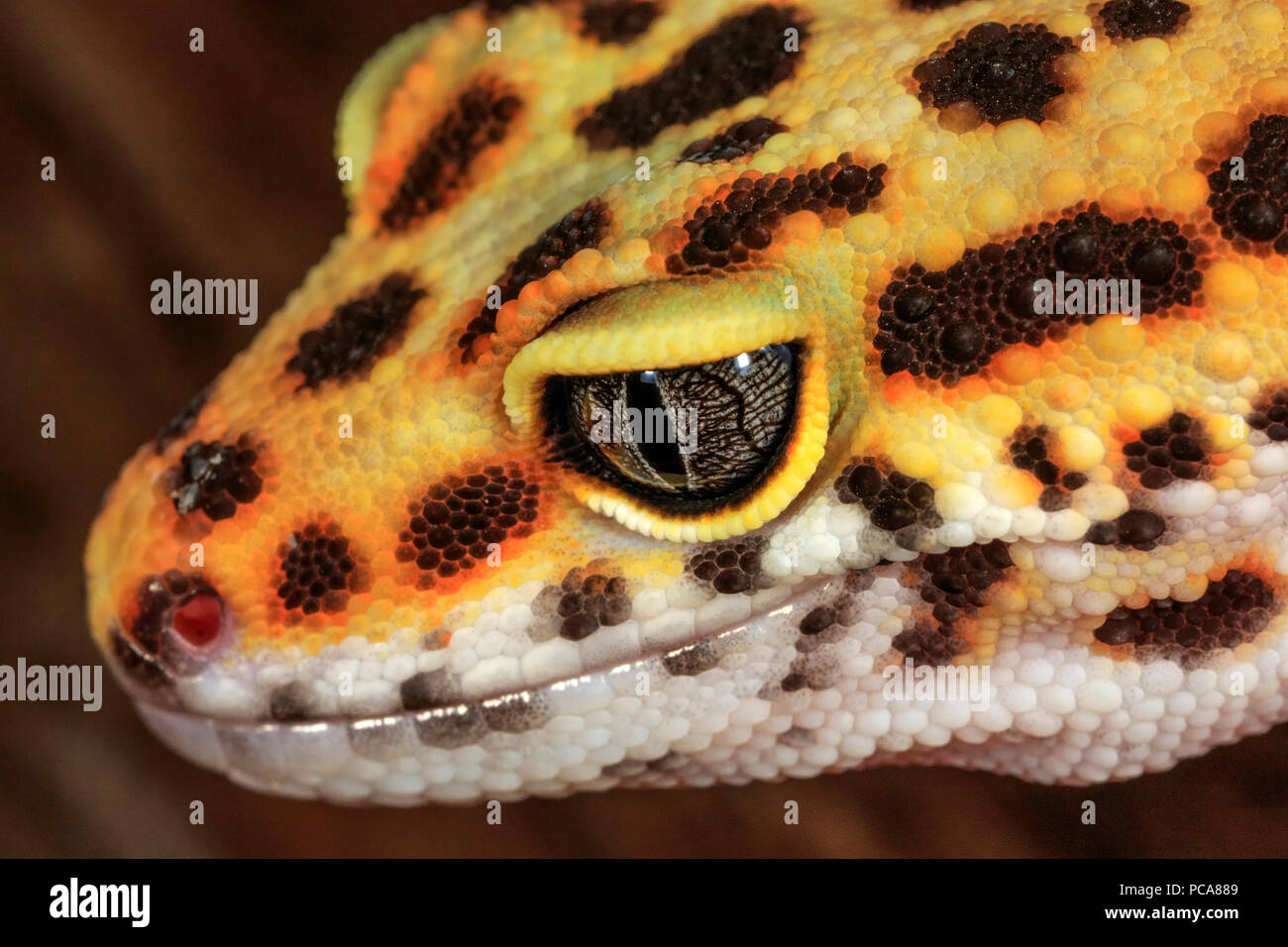 Leopard gecko (Eublepharis macularius), head close up Stock Photo - Alamy