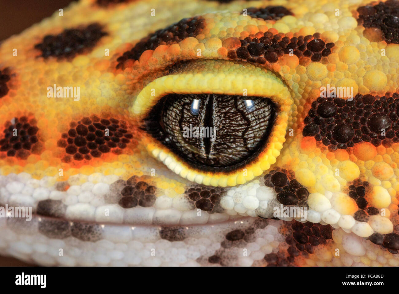 Leopard Gecko Eyes