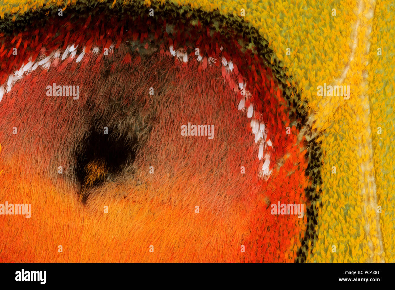 Moth scale insect hi-res stock photography and images - Alamy