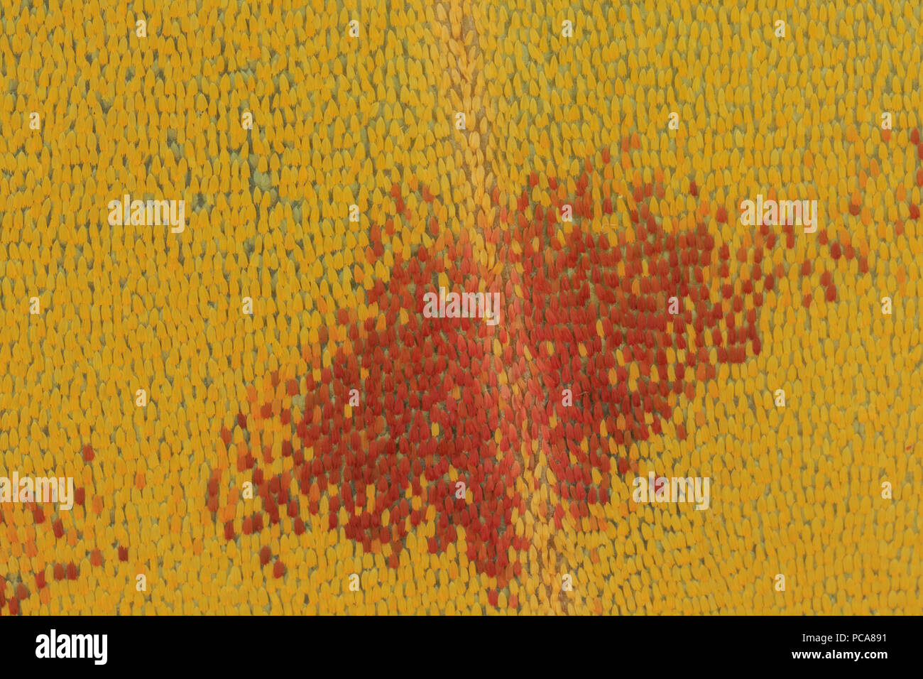 Moth wing details and scales Stock Photo - Alamy