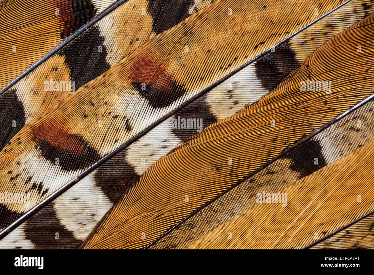 Bird feathers details Stock Photo - Alamy