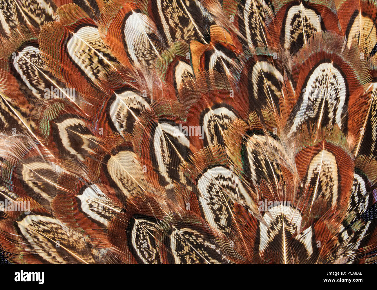 Bird feathers details Stock Photo - Alamy
